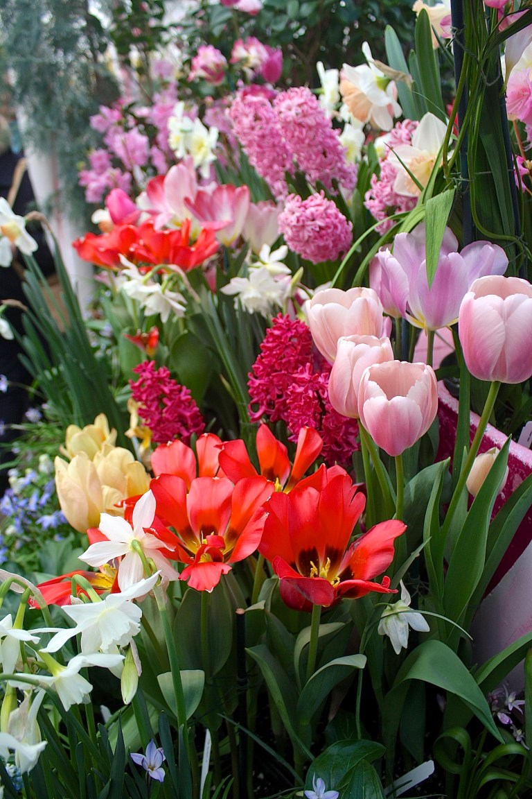 Spring Bulb Show | Eliza Waters