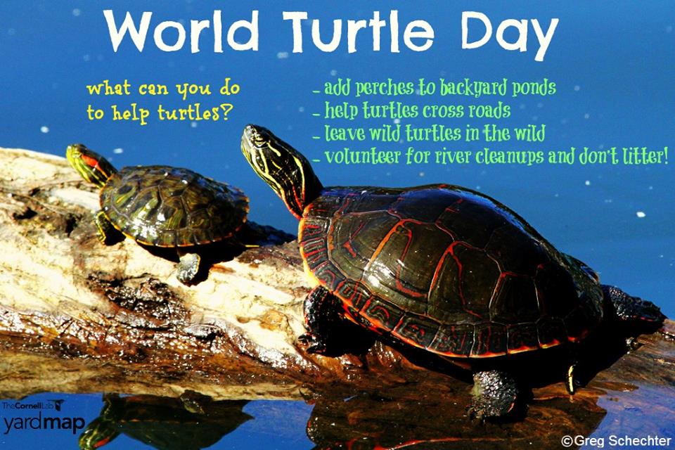 World Turtle Day | Eliza Waters