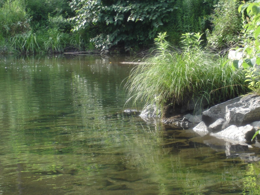 River Wading | Eliza Waters