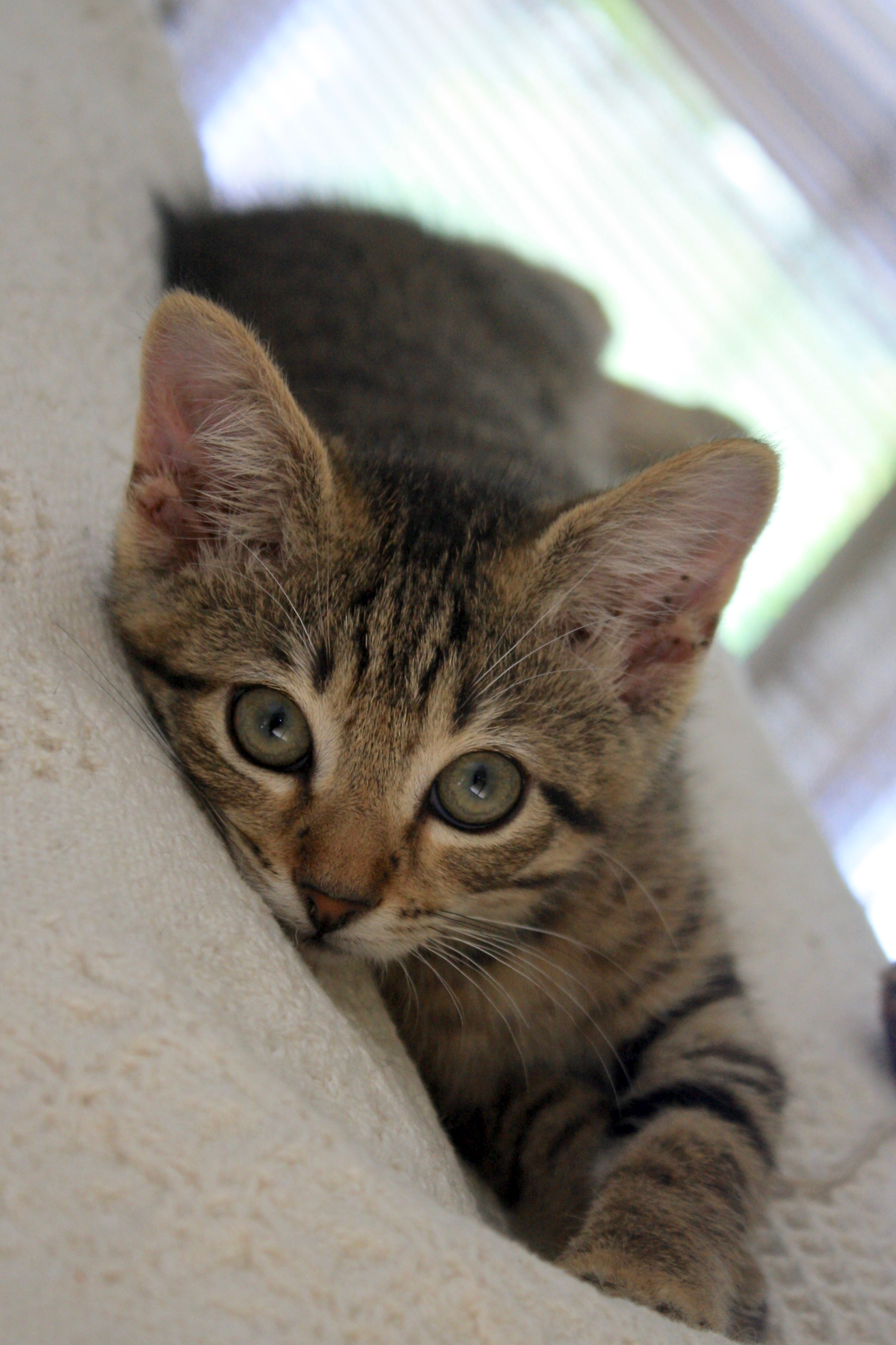 Bunny | Eliza Waters