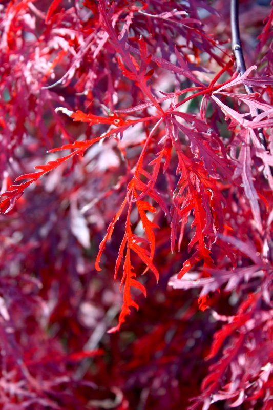 Threadleaf Japanese Maple Acer palmatum | Eliza Waters