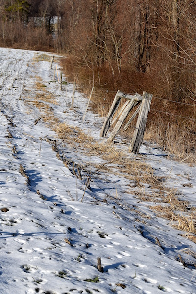 Silent Sunday – Old Fence Line | Eliza Waters