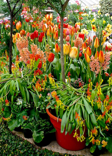 Wordless Wednesday – Bulb Show | Eliza Waters