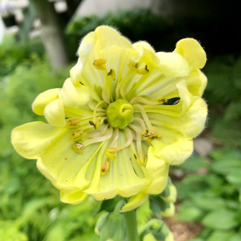 Weird Wednesday – Foxglove Fasciation | Eliza Waters