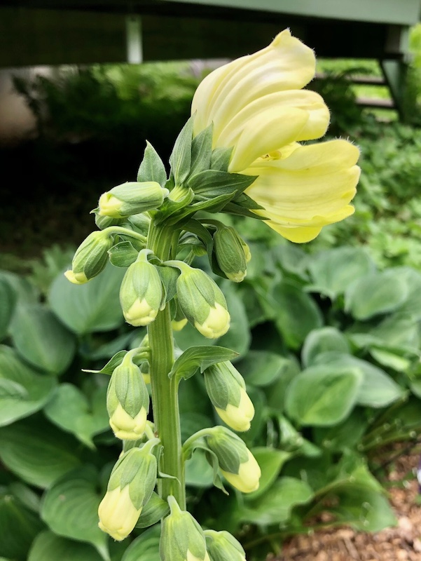 Weird Wednesday – Foxglove Fasciation | Eliza Waters