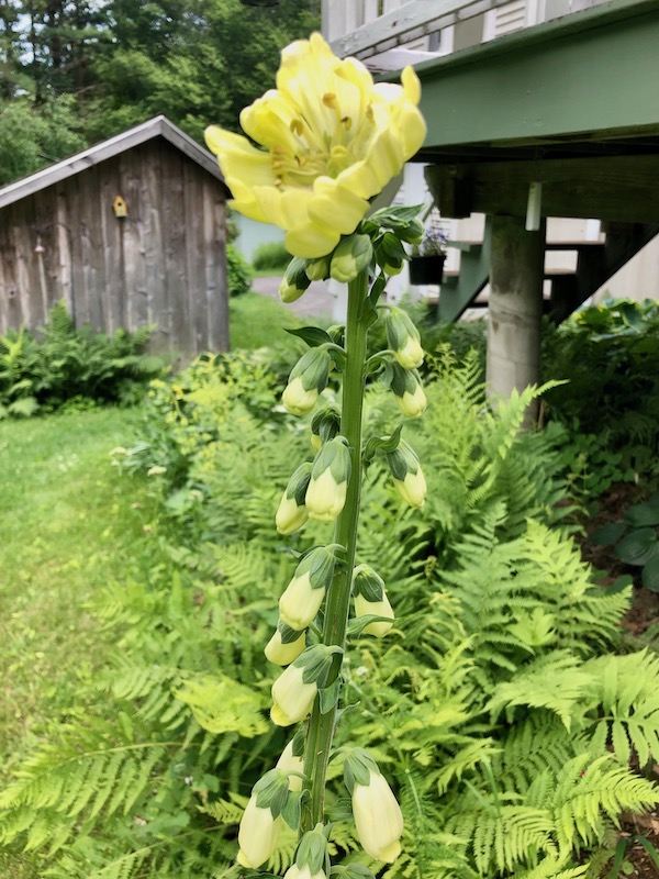 Weird Wednesday – Foxglove Fasciation | Eliza Waters