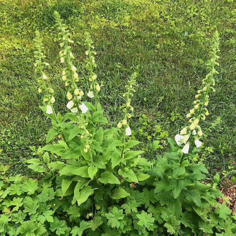 Weird Wednesday – Foxglove Fasciation | Eliza Waters
