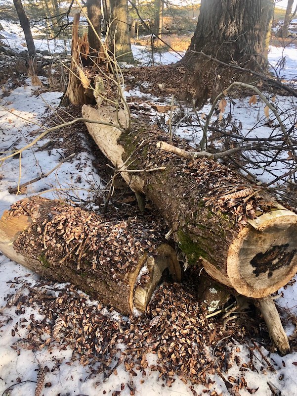 American Red Squirrel Midden | Eliza Waters