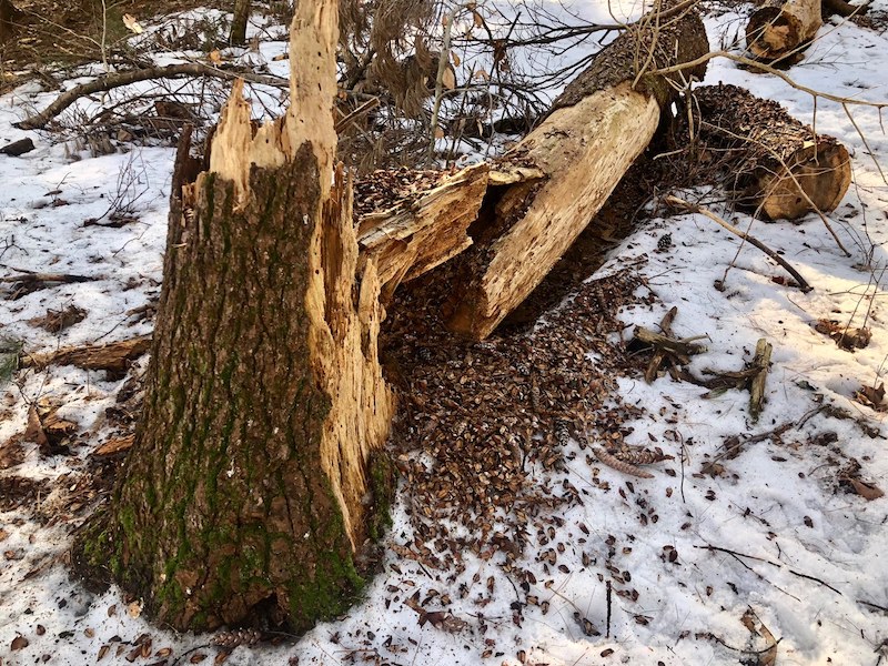 American Red Squirrel Midden | Eliza Waters