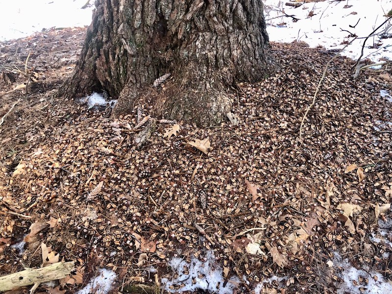 American Red Squirrel Midden | Eliza Waters