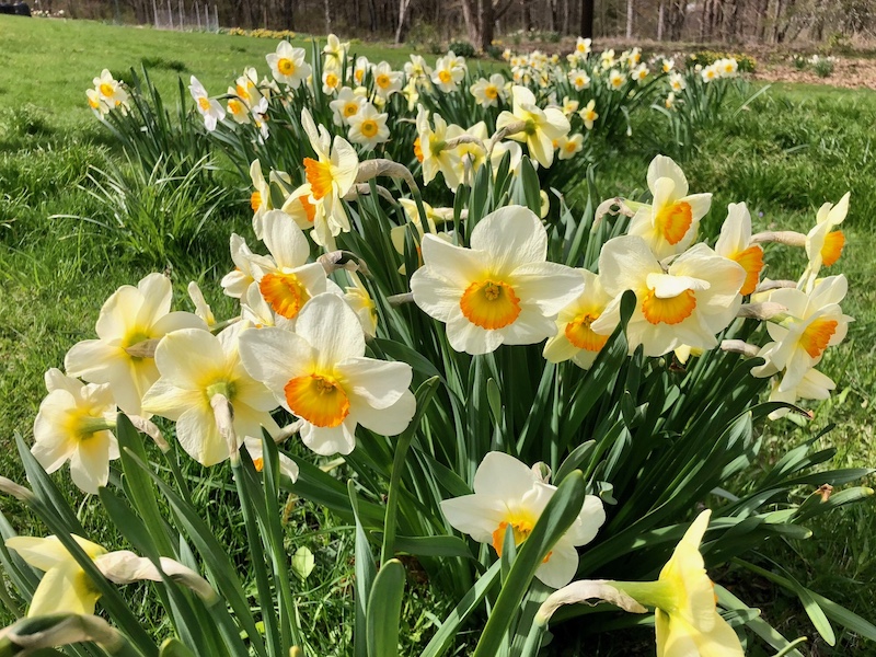 Silent Sunday – Daffodil Heaven | Eliza Waters