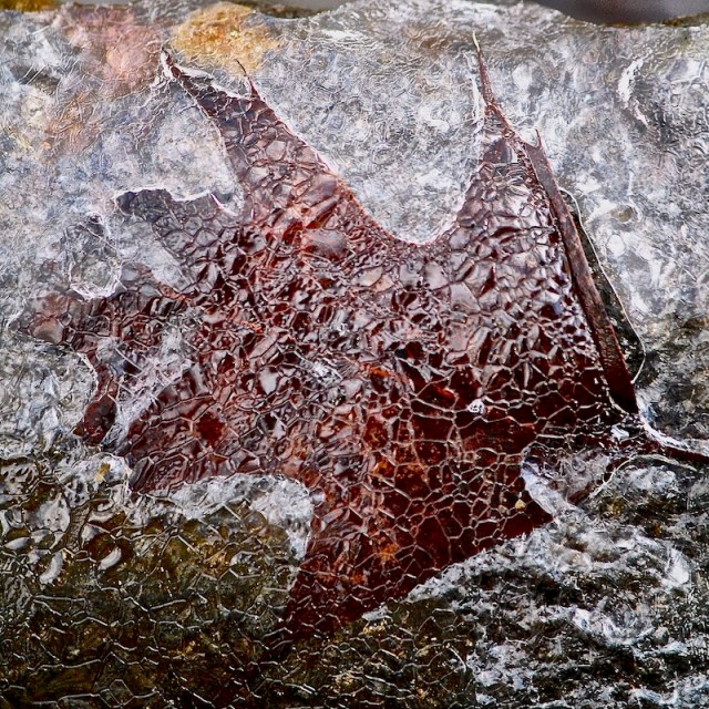 Silent Sunday – Ice-glazed Oak Leaf | Eliza Waters